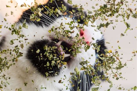 Cats Getting High On Catnip