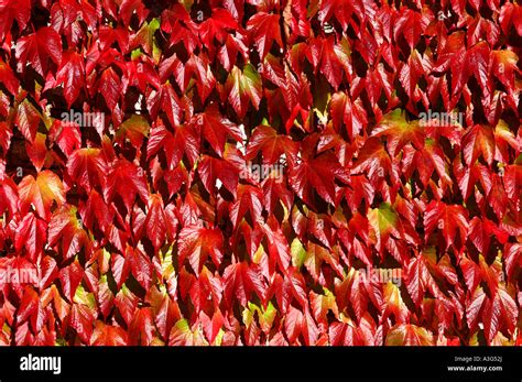 Virginia Creeper Provides A Riot Of Colour In The Late Autumn Sunshine