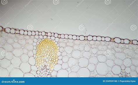 Tissues Of Iris Root Microscopical Structure Royalty Free Stock Image