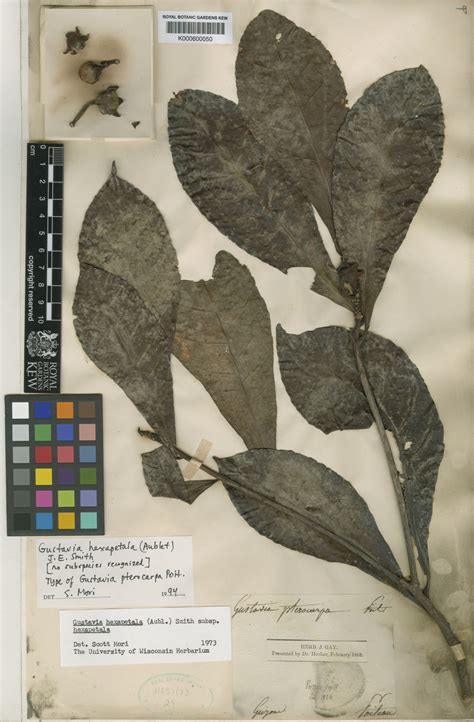 Gustavia Hexapetala Aubl Sm Colombian Plants Made Accessible