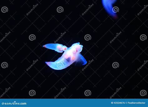 Naked Sea Butterfly Stock Photo Image Of Angel Water