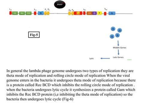 Structuregenome Organisationgene Regulation Of Lambda Phage Pptx