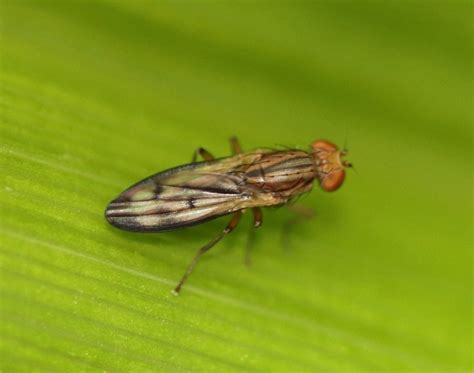 Opomyza Germinationispetrei Opomyza Germinationis