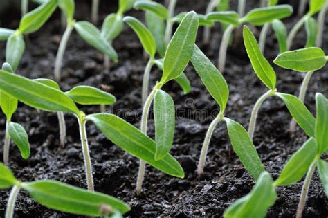 Close Up Of Young Tomato Seedlings Stock Image Image Of Young