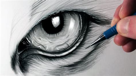 Lion Eyes Drawing At Explore Collection Of Lion Lion Eyes Drawing At Explore Collection Of Lion