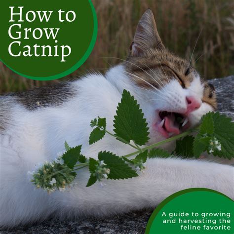 a complete guide to growing catnip from seed to harvest dengarden