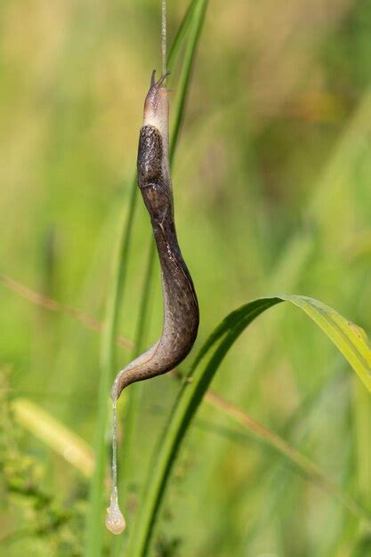 Premium Photo Leopard Slug Limax Maximus Early Morning On The