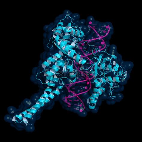 Proteína Del Topoisomerase I Stock De Ilustración Ilustración De