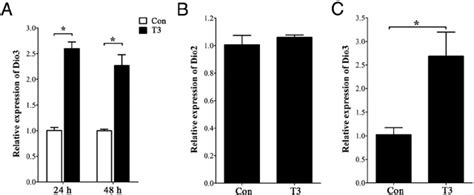 Effects Of T 3 On Dio2 And Dio3 Expression A Dio3 Expression Was