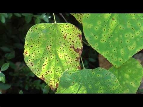 What Does The Leaves Of A Redbud Tree Look Like