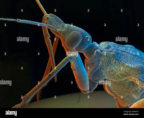 Assassin Bug Coloured Scanning Electron Micrograph Sem Of An