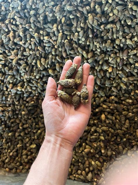 Dried Areca Nut Grade 1