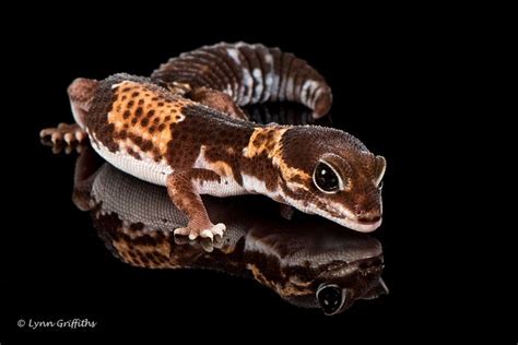 African Fat Tailed Gecko Fat Tailed Gecko Gecko Cute Lizard