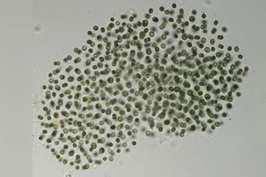 淡水浮遊性藍藻データベース Freshwater Planctonic Blue Green Algae Database 国立科学博物館