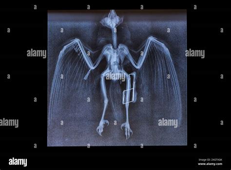 A Detailed X Ray Of A Barn Owl Revealing Its Intricate Skeletal Structure Showcasing Its Wings