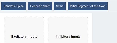 Solved Match Each Neuron Part With The Main Type Of Input It Chegg Com