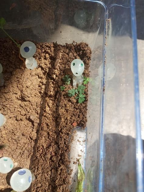 Experiment 34 Mini Kodama Forest R Ghibli