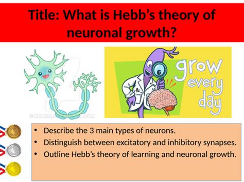 Structure And Function Of Neurons And Hebbs Theory 2 Part Lesson Aqa Gcse Psychology 9 1