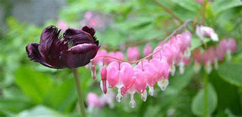 Yellow Bleeding Heart Flower
