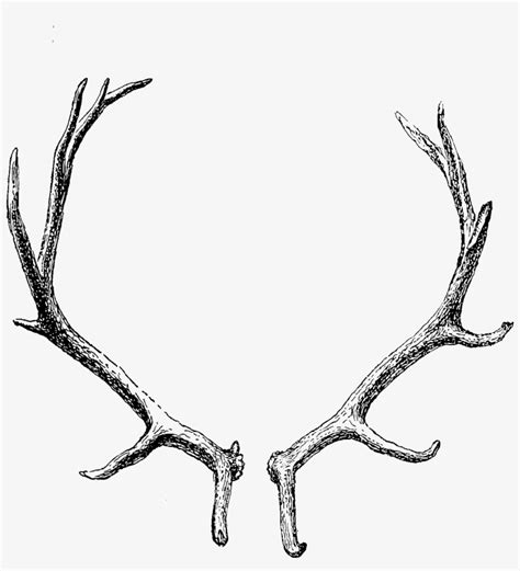Antlers Png Tumblr Clip Freeuse Stock Deer Antlers Clear Background