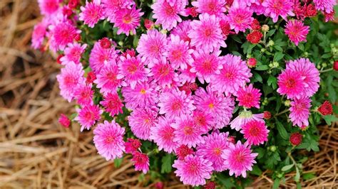 The Best Time Of Year To Divide Your Garden Mums And How To Do It
