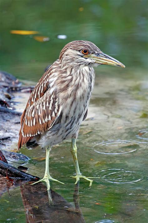 Juvenile Black Crowned Night Heron Photograph By Daniel Caracappa