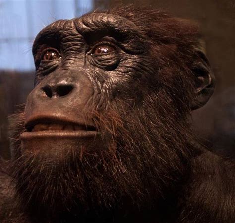¿sabes Qué Es Sahelanthropus Tchadensis Descúbrelo Aquí