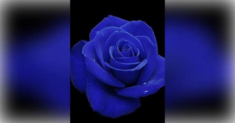 Obituary Information For Wayne Armstead