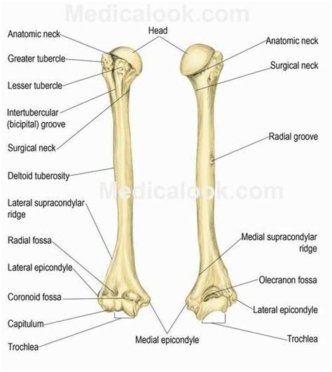 Difference Between Right And Left Humerus