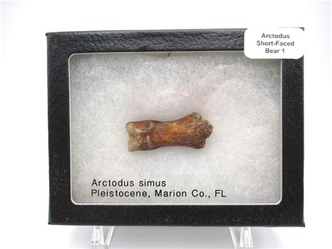 Arctodus Short Faced Bear Bone 1 Fossils For Sale