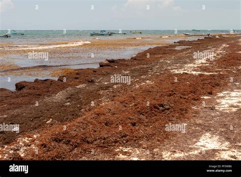 Tulum Mexico 12 August 2018 Patches Of Sargassum Seaweed At Tulum