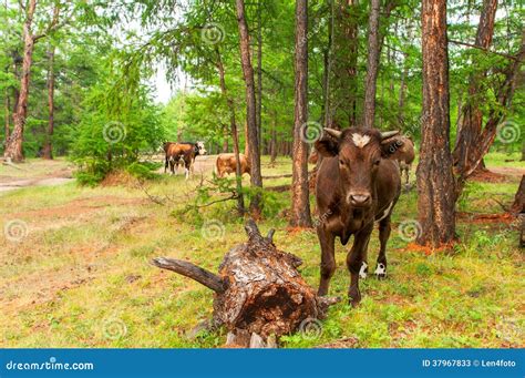 Cows In Pine Forest Stock Image Image Of Black Food 37967833