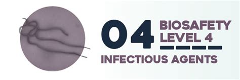 Biosafety Levels 1 2 3 And 4 Lab Manager Magazine