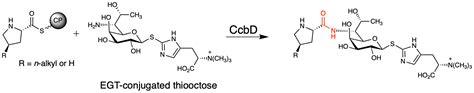 Structure Function Analysis Of A New Type Of Amide Bond Forming Enzyme
