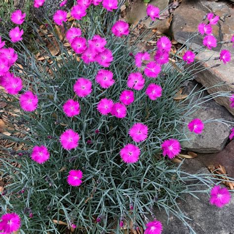 Firewitch Dianthus Dianthus Gratianopolitanus Feuerhexe — Plant And