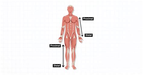 Proximal Vs Distal What S The Difference 2025