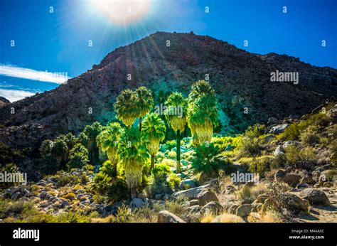 Sun Rays On Palm Trees At Fortynine Palms Oasis Trail In Joshua Tree