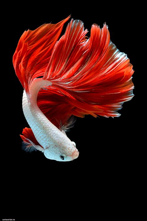 999 Hình Nền Cá Betta Đa Sắc Màu Nhìn Đẹp Huyền Thoại