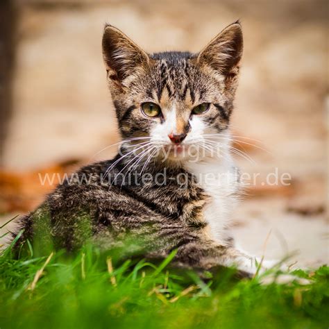 Junge Katze Foto And Bild Tiere Tierkinder Portfolio 1 Bilder Auf