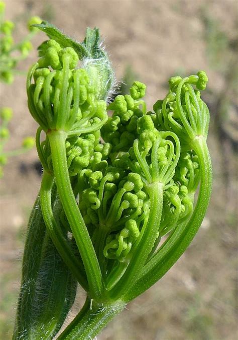 Parsnip Wild Wild Parsnip Wild Flower Finder