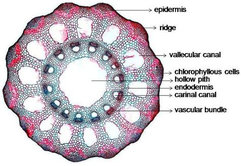 Pteridophytes Plant Science 4 U Microscopic Photography Anatomy Plant Science