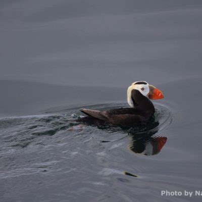 Birds Great Bear Rainforest Education And Awareness Trust