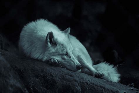 [100 ] White Wolf Wallpapers