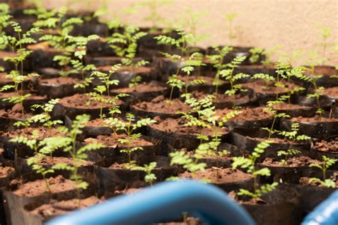 Germinar Semillas De Pimentón Huerto En Casa