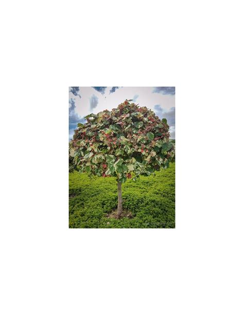 1 Variegated Majagua Tree Hibiscus Tiliaceus Variegata Hibiscus Green