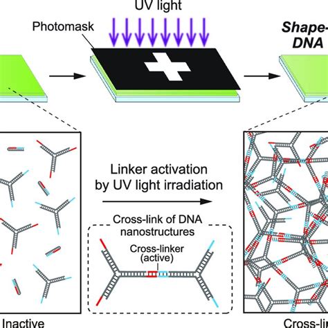 Pdf Photolithographic Shape Control Of Dna Hydrogels By Photo Activated Self Assembly Of Dna