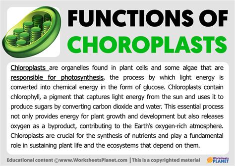Functions Of Chloroplasts