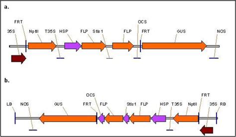 Flpfrt Recombination From Yeast Application Of A Two Gene Cassette Scheme As An Inducible