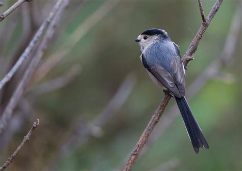 Identification Of Silver Throated Bushtit 검은턱오목눈이 And Hybrids With Long