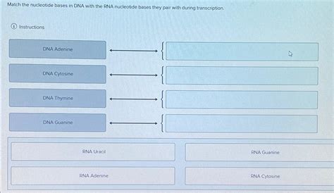 Solved Match The Nucleotide Bases In Dna With The Rna